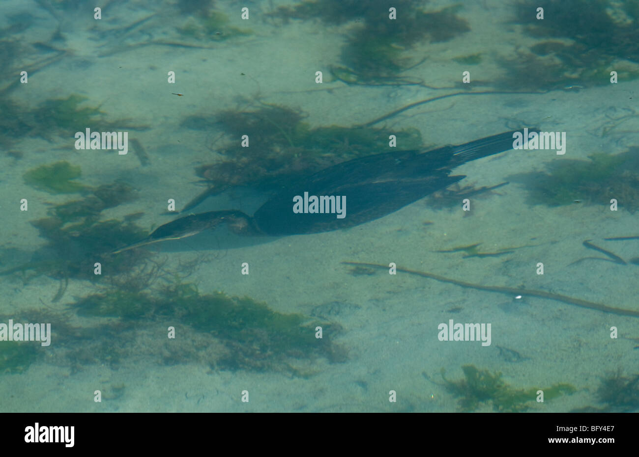 European Shag feeding underwater Stock Photo - Alamy