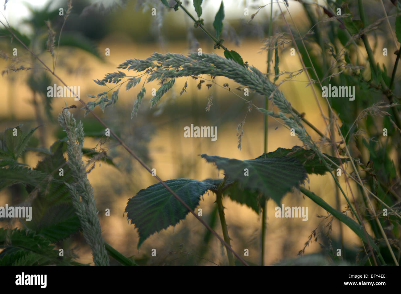 Yorkshire Fog (Holcus lanatus) Grass Stock Photo - Alamy