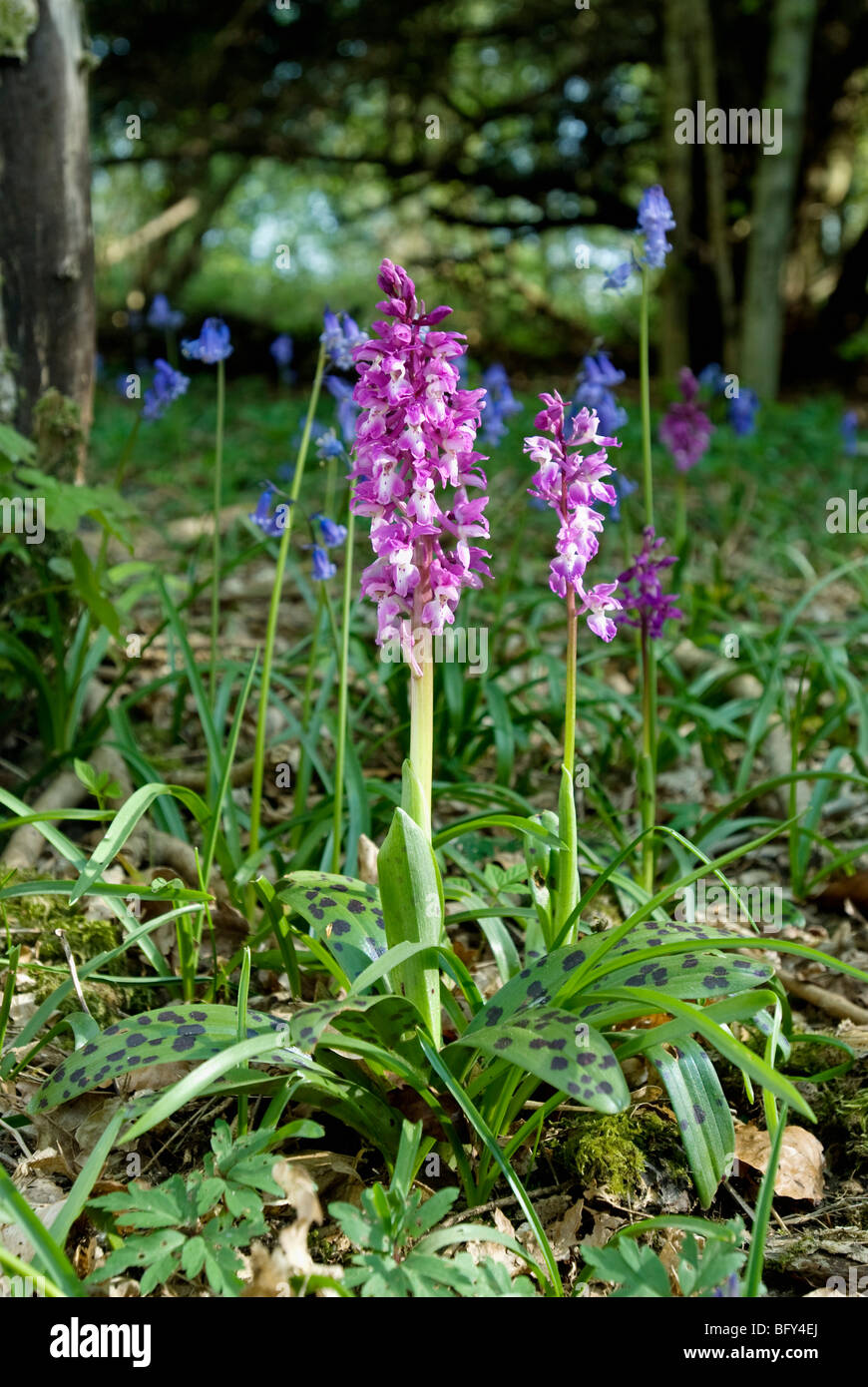 ORCHIS MASCULA; EARLY PURPLE ORCHID Stock Photo - Alamy