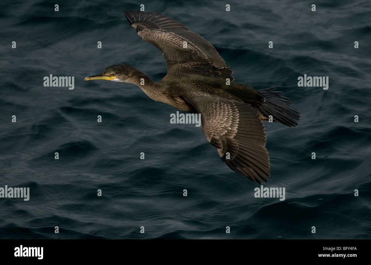 Shag in flight hi-res stock photography and images - Alamy