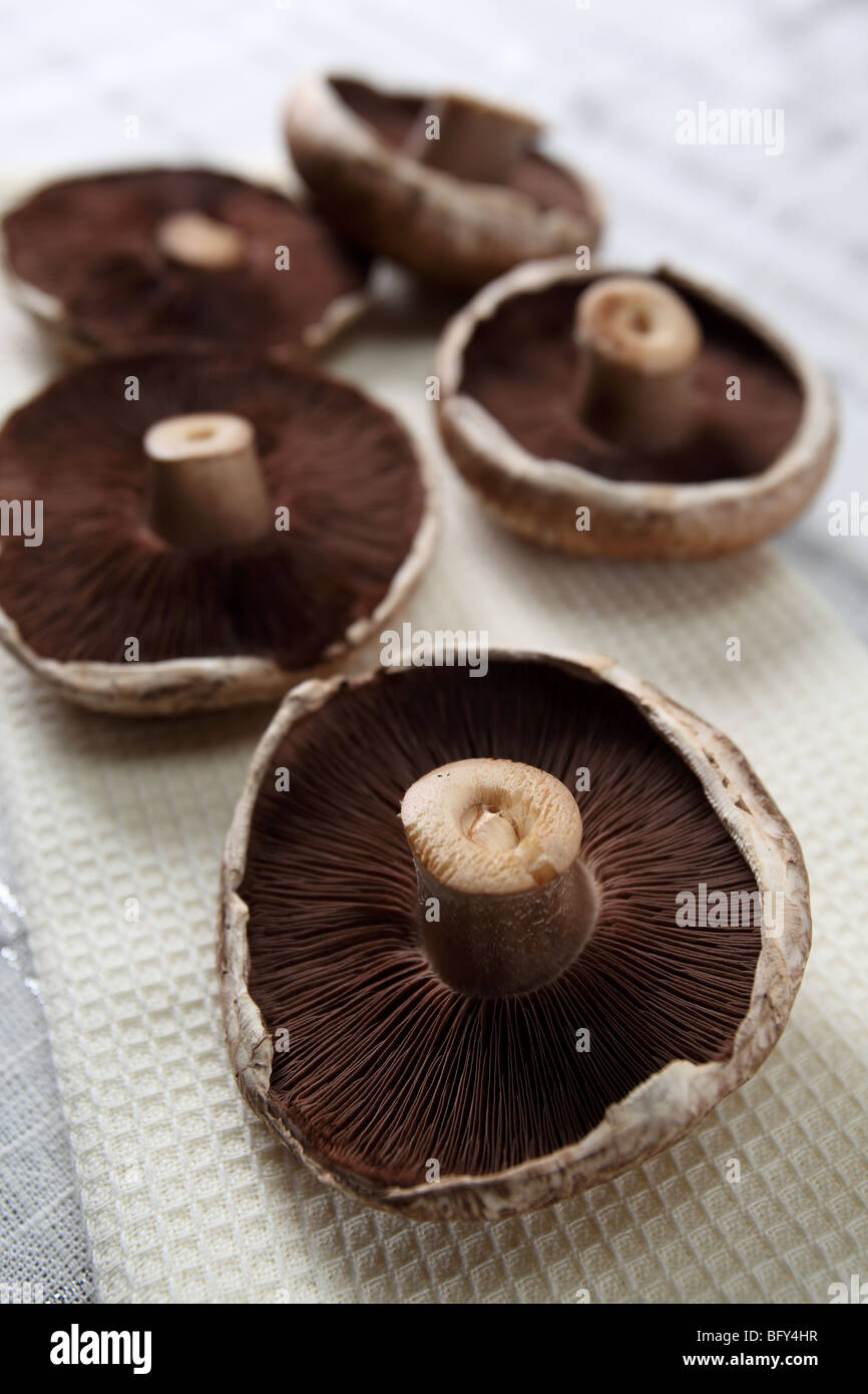 portabello mushroom fungi food fungus edible vegetable large flat row ...