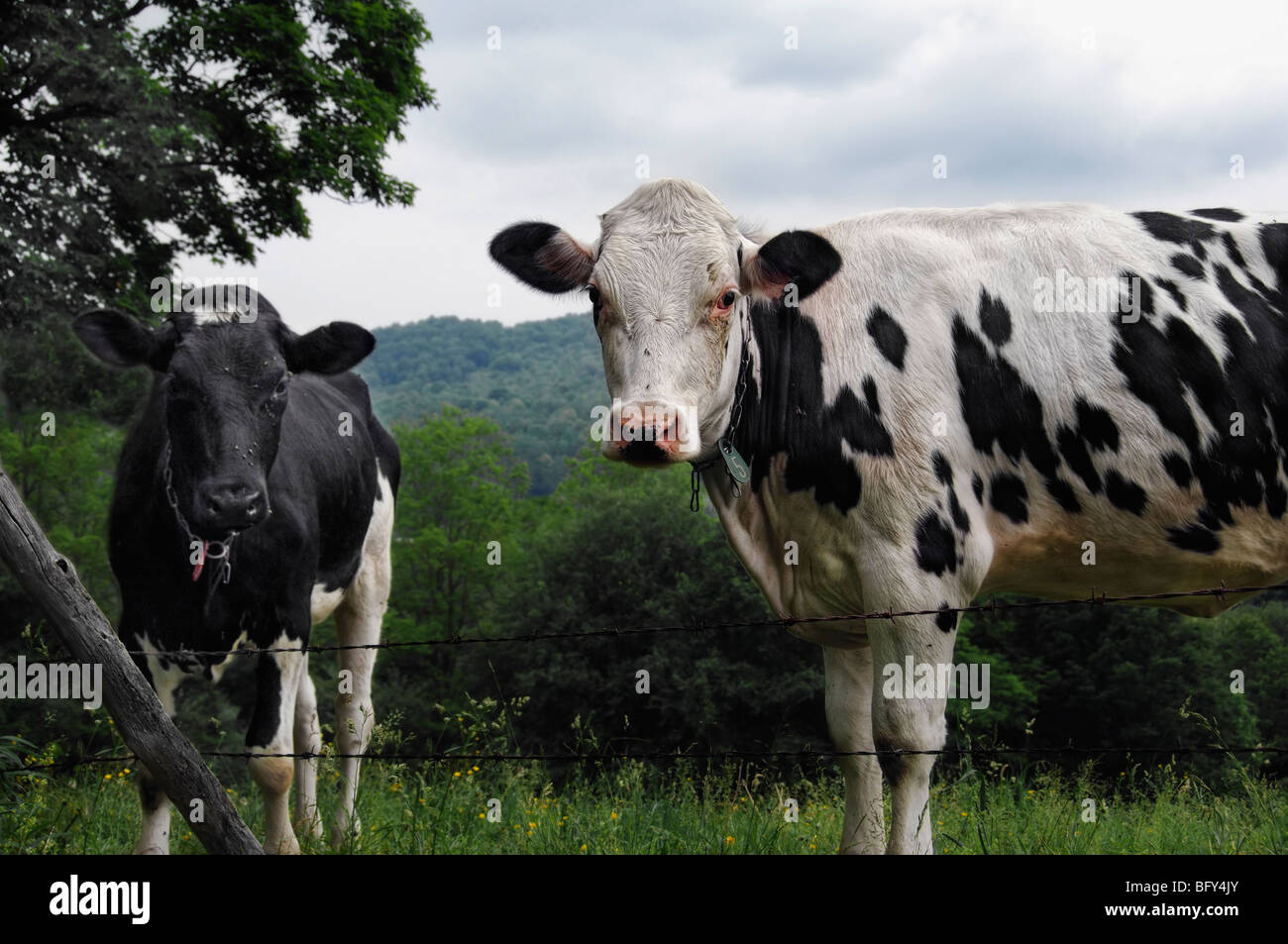 Dairy cow hi-res stock photography and images - Alamy