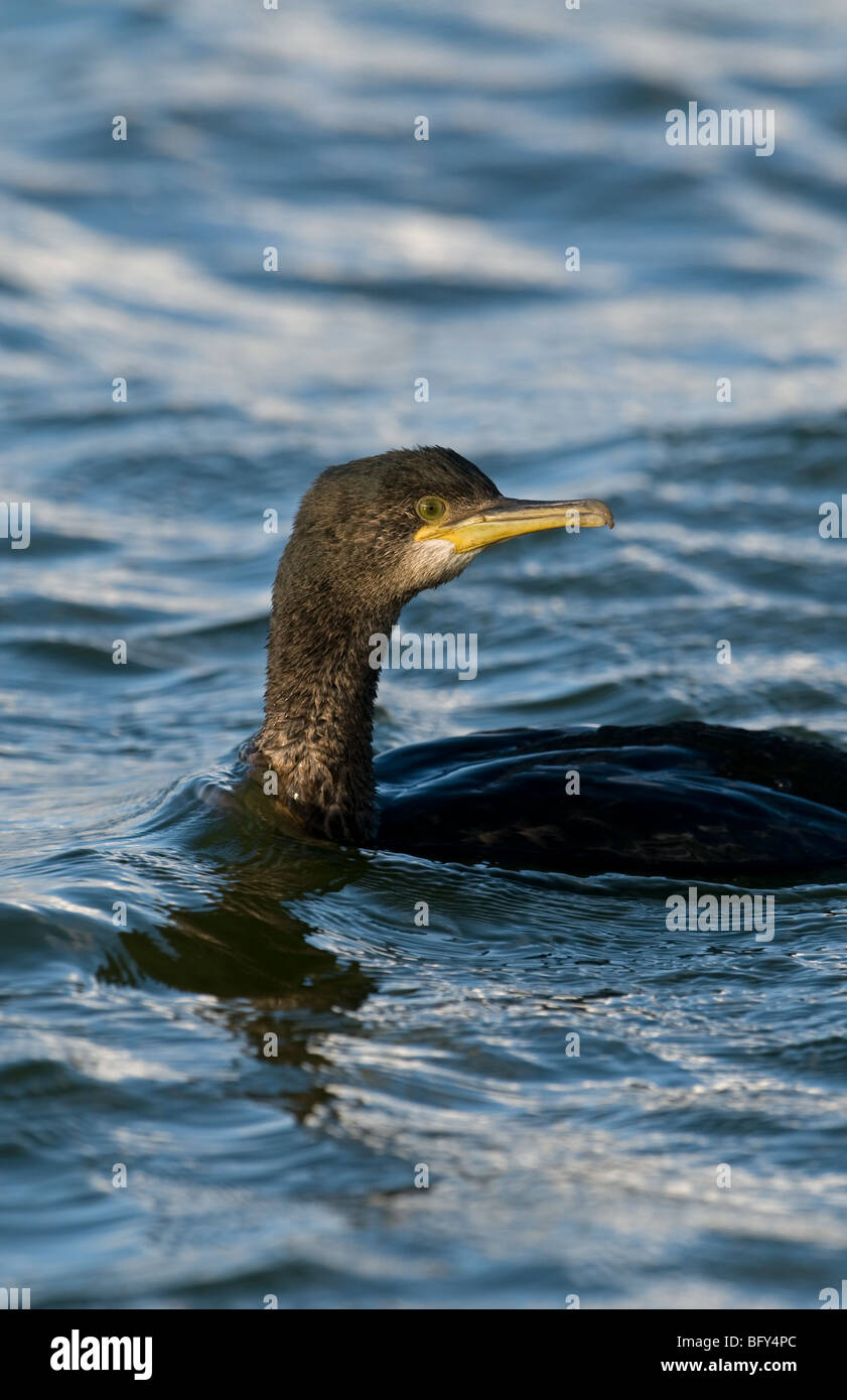 European Shag close up portrait on water Stock Photo - Alamy