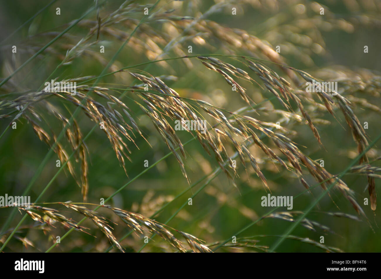 False Oat Grass High Resolution Stock Photography and Images - Alamy