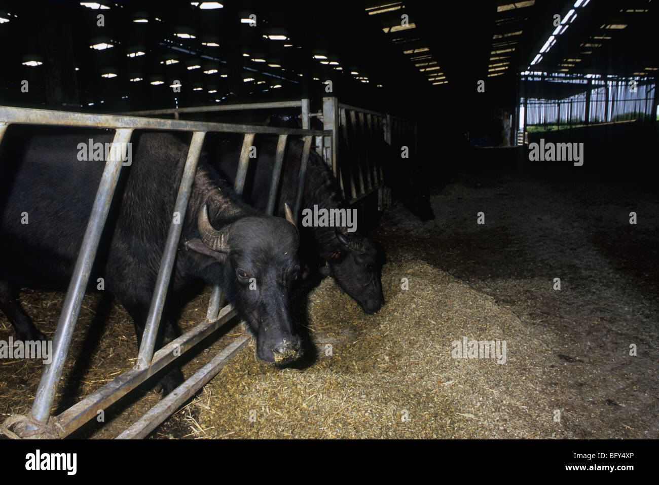 Buffalo Farming in Bedfordshire England Stock Photo - Alamy
