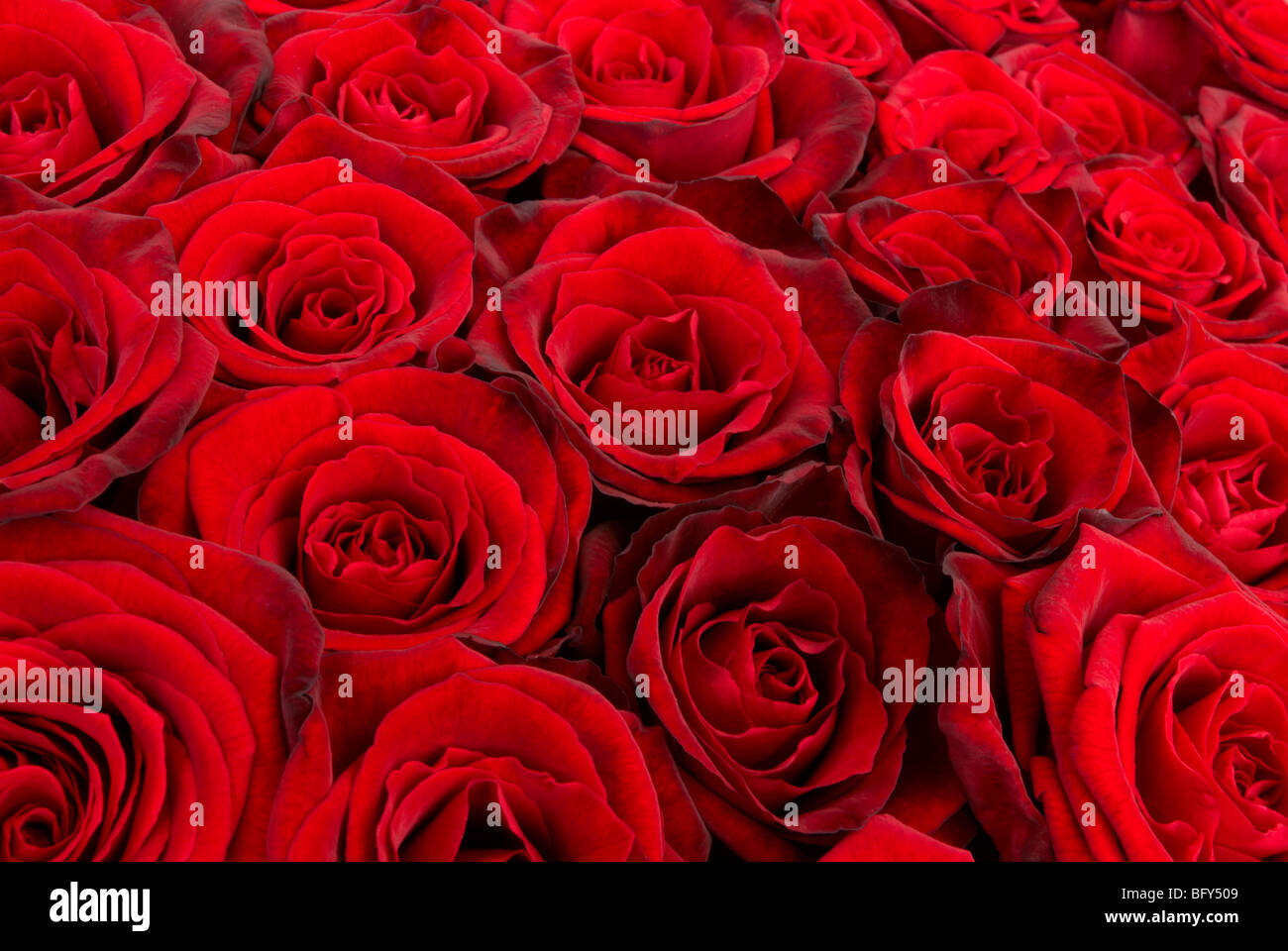Lots of red roses hi-res stock photography and images - Alamy