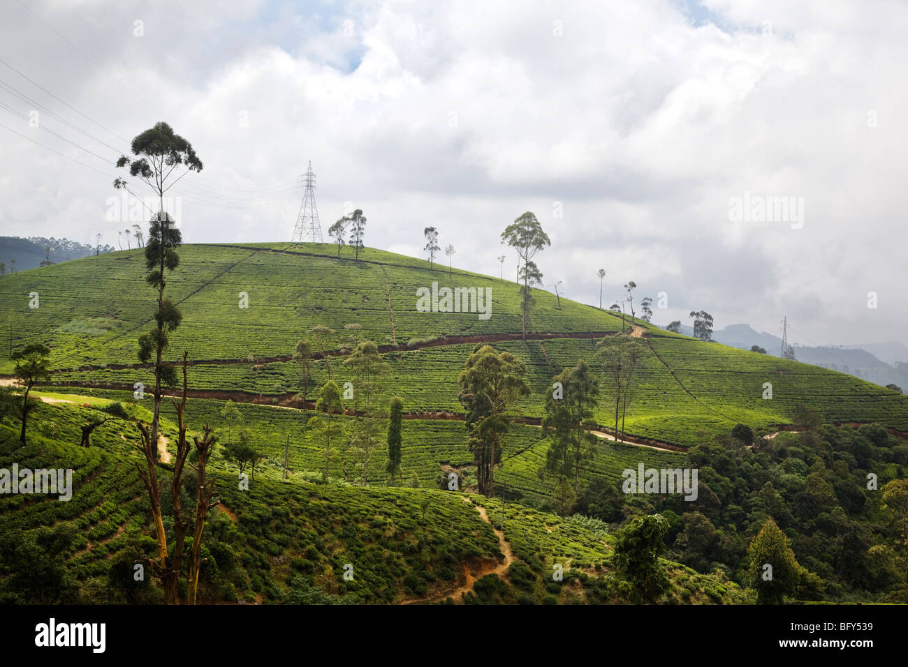 Tea plantation sri lanka hi-res stock photography and images - Alamy