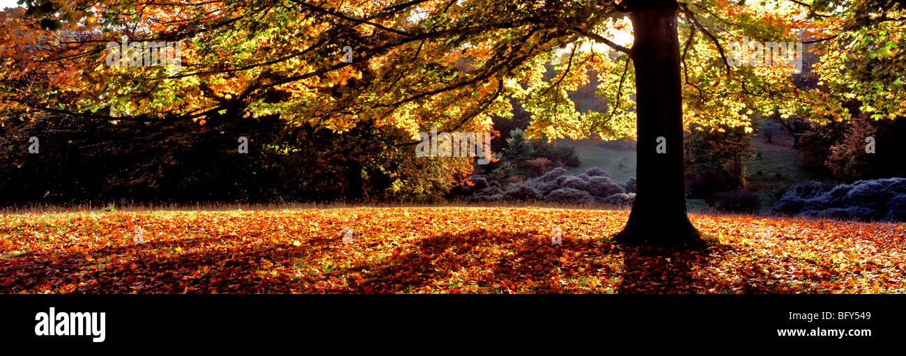 Panoramic view of the wonderful Autumn Colours at Westonbirt Arboretum ...