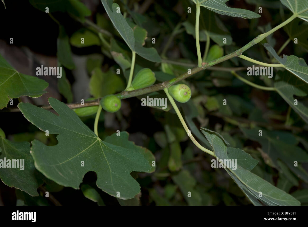 Edible fig tree hi-res stock photography and images - Alamy