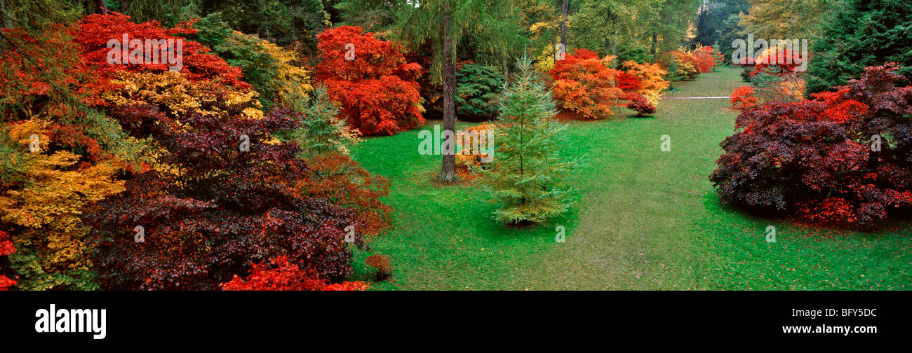 Panoramic view of the wonderful Autumn Colours at Westonbirt Arboretum ...