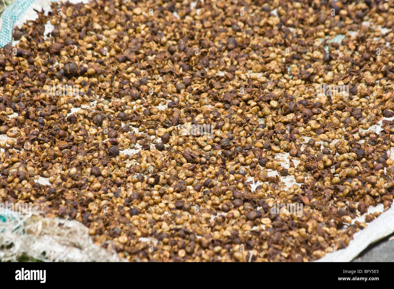 Coffee Beans in Tana Toraja on Sulawesi in Indonesia Stock Photo - Alamy