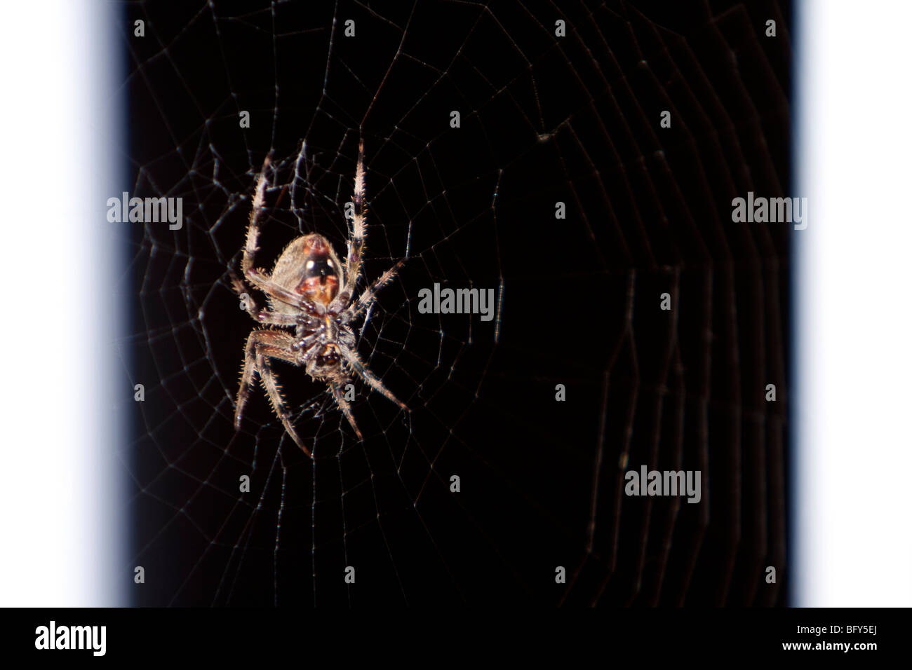 Barn spider araneus cavaticus hi-res stock photography and images - Alamy