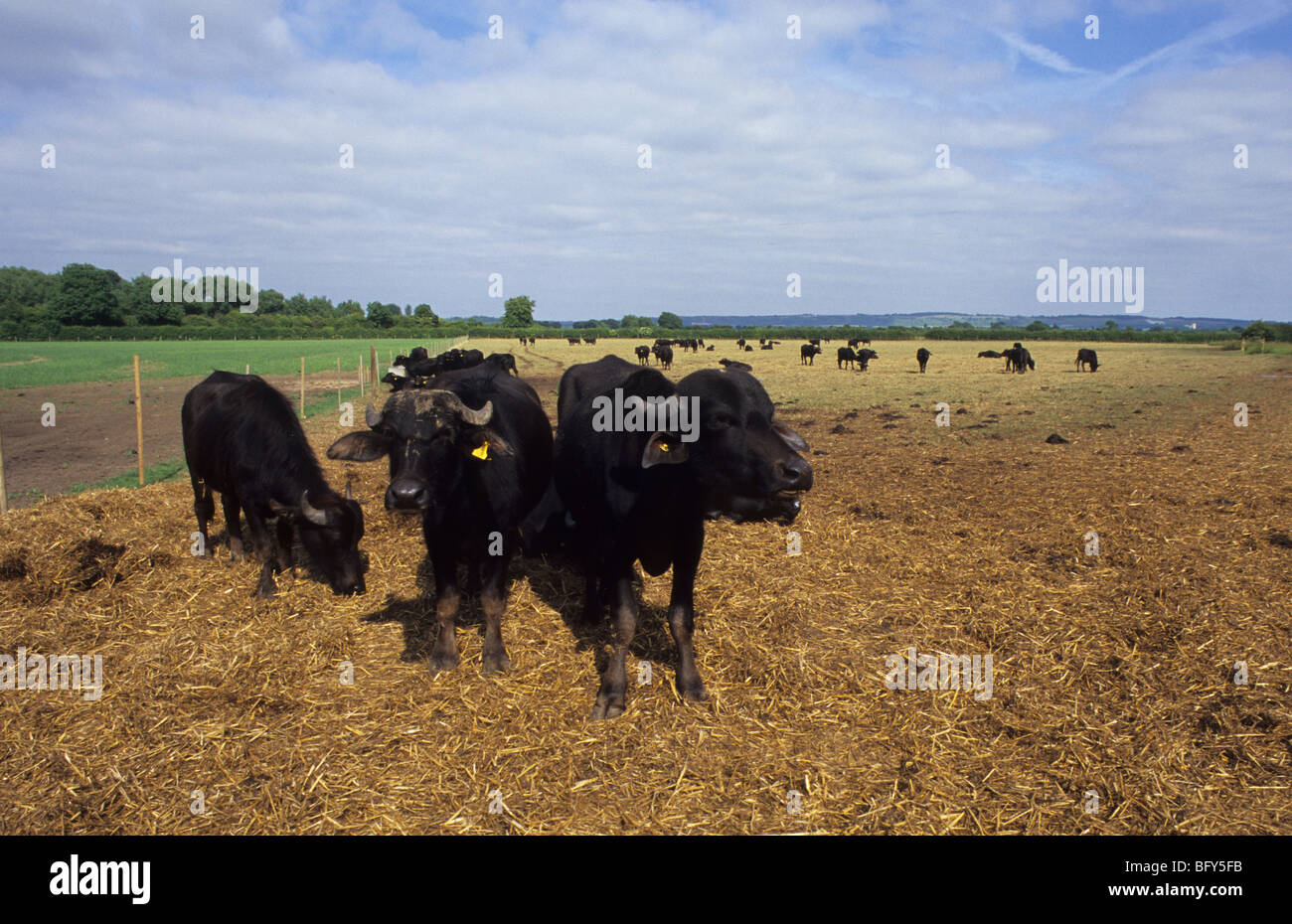 Buffalo Farming in Bedfordshire England Stock Photo - Alamy