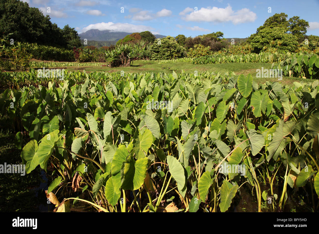 Hana field hi-res stock photography and images - Alamy