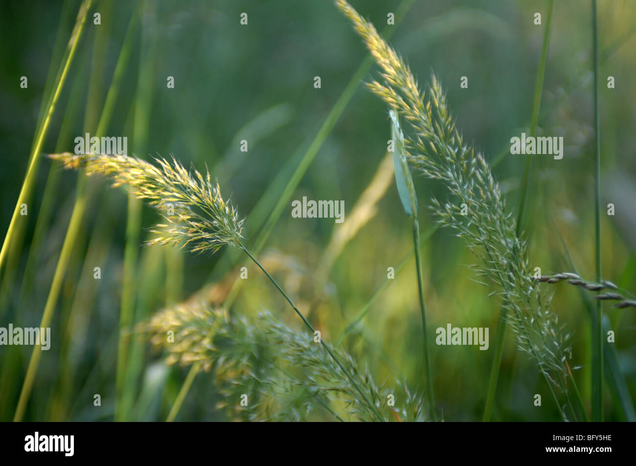 Yorkshire Fog (Holcus lanatus) Grass Stock Photo - Alamy