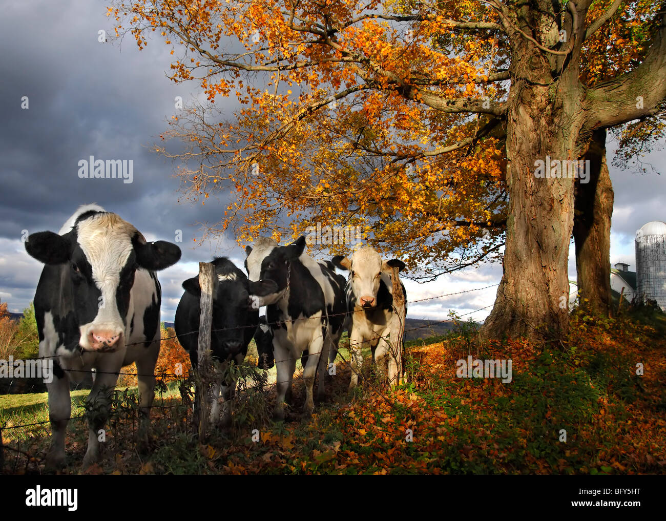 autumn tree with dairy cows looking at camera with barn and silo in ...