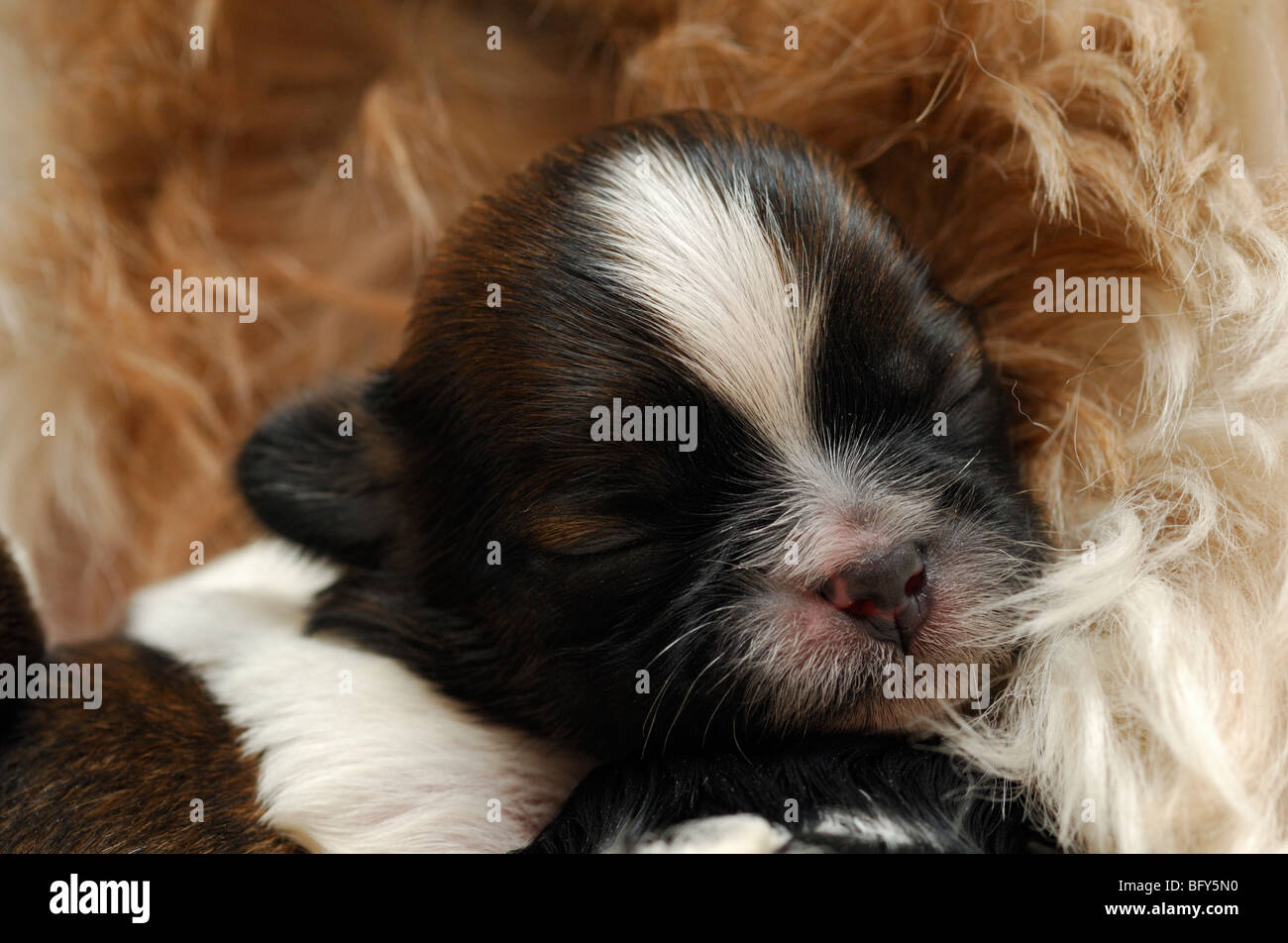 Shih tzu puppies hi-res stock photography and images - Alamy