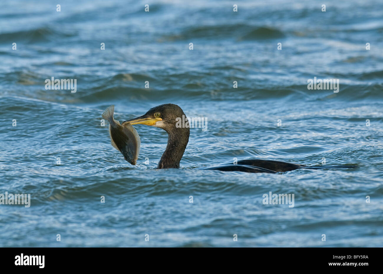 European Shag with fish Stock Photo - Alamy