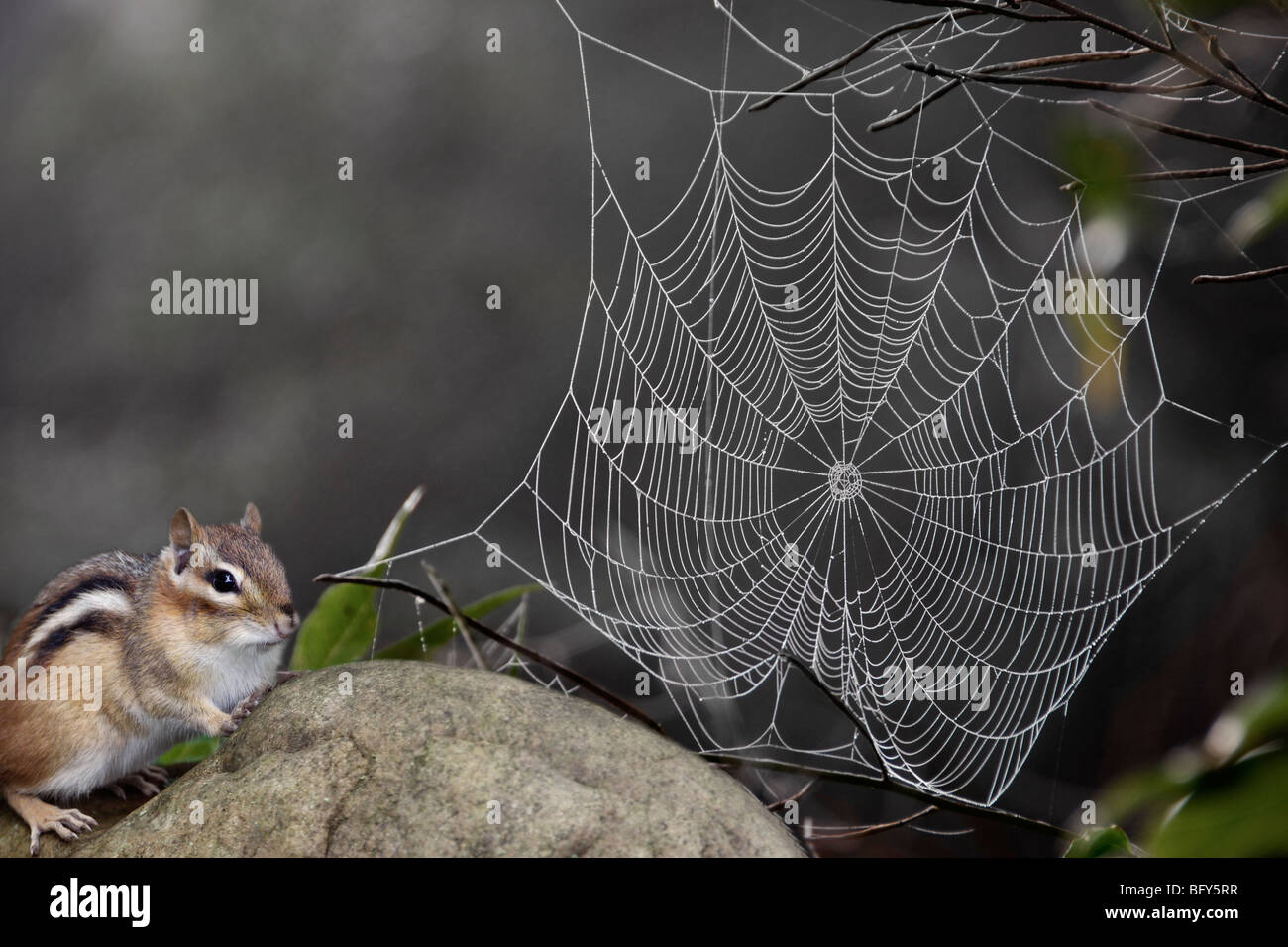 chipmunk on rock with giant spider web Stock Photo - Alamy