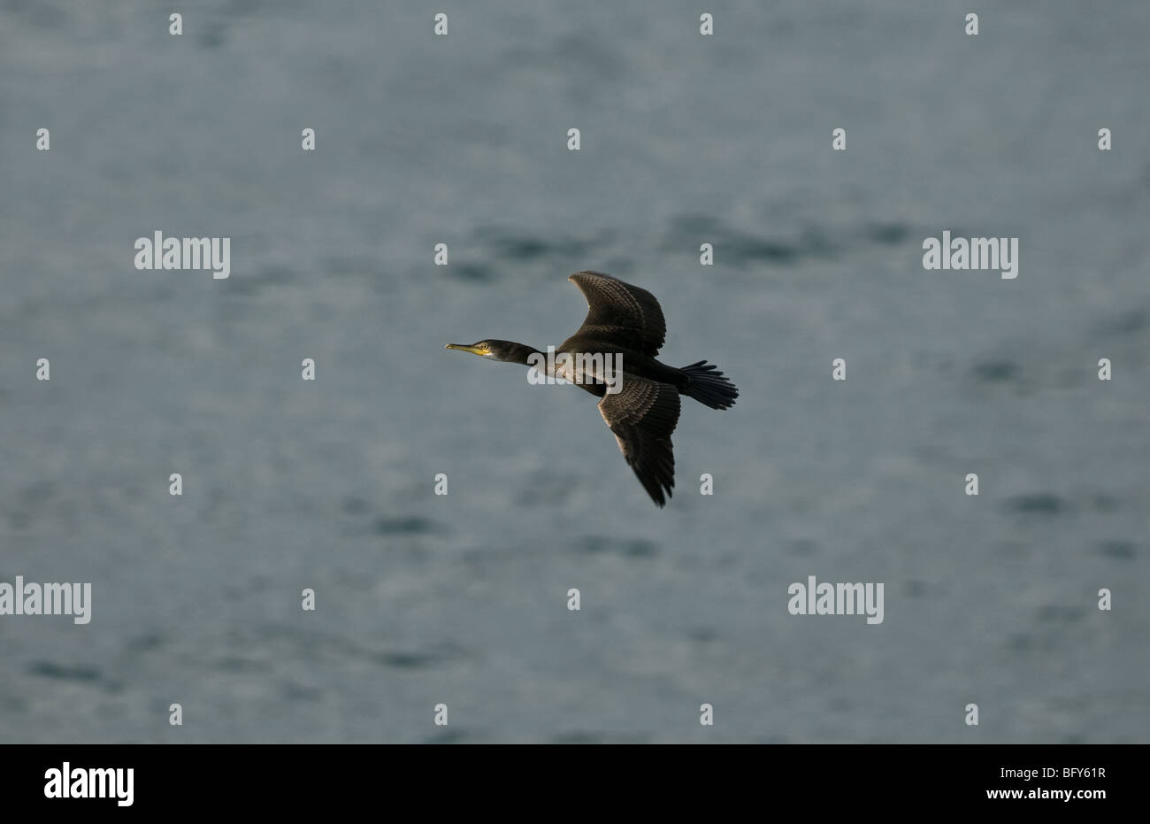 European Shag in flight Stock Photo - Alamy