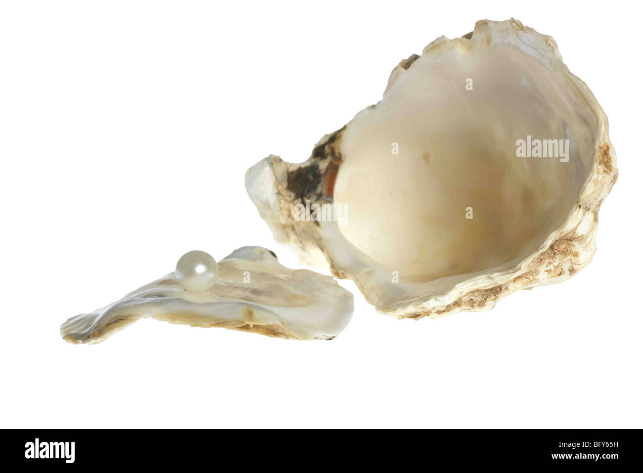 An open Oyster with a pearl, Oyster shell on white/grey background ...