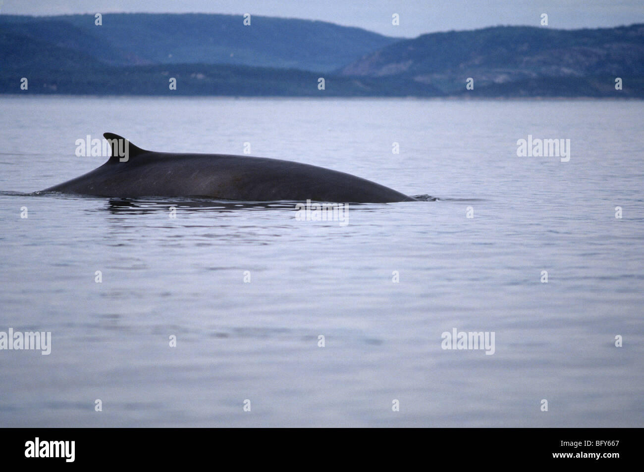 Fin whale swimming in the St. Lawrence Estuary in Canada Stock Photo ...