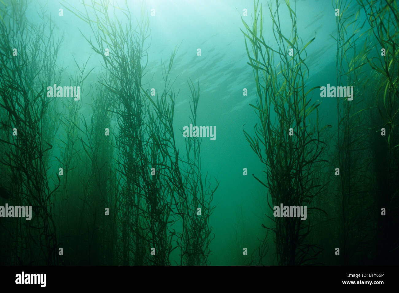 River water plant hi-res stock photography and images - Alamy