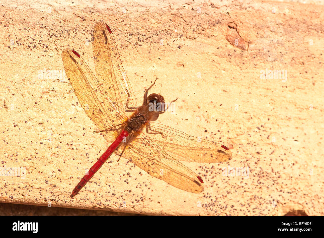 Half insect hi-res stock photography and images - Alamy