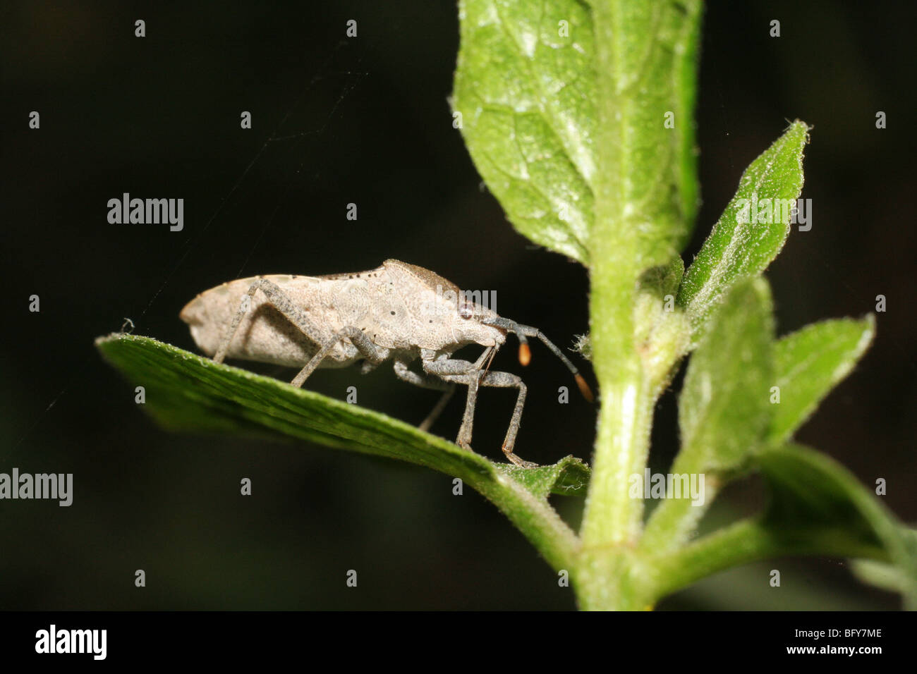 Bug plant hi-res stock photography and images - Alamy