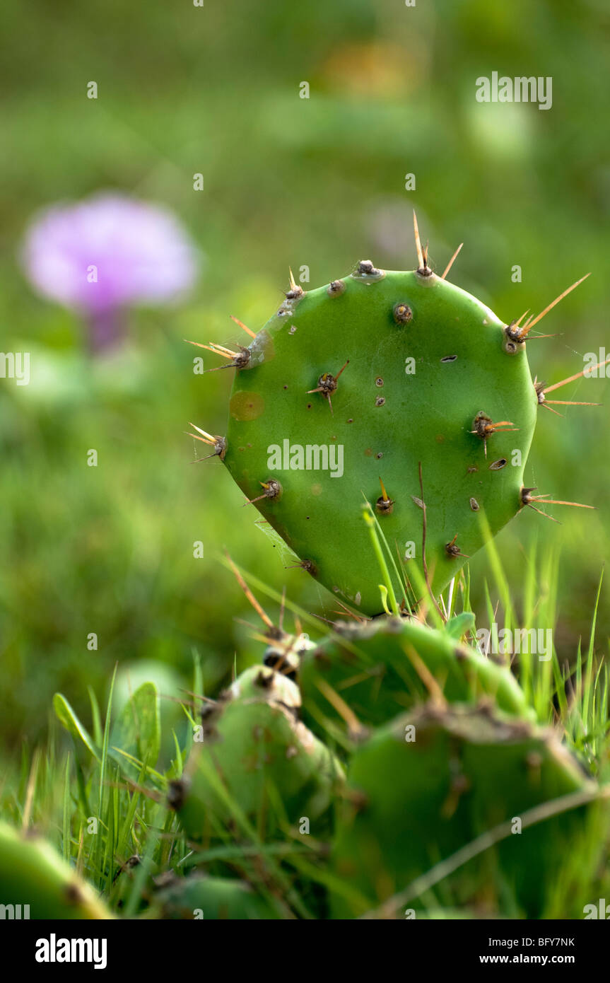 Cactus portrait near Varkala Beach Stock Photo - Alamy
