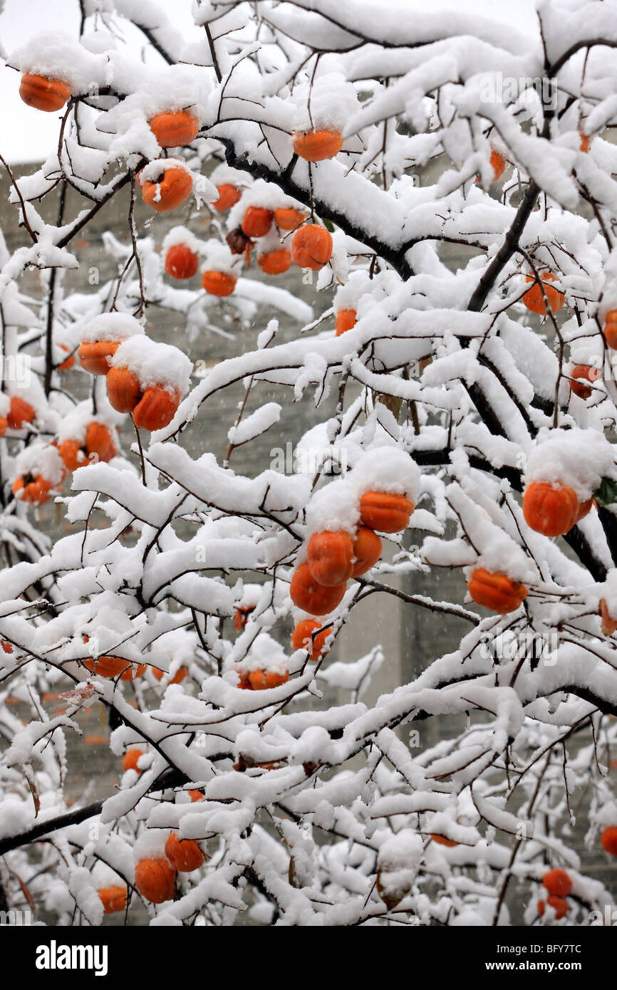 persimmon tree coverd with snow Stock Photo - Alamy