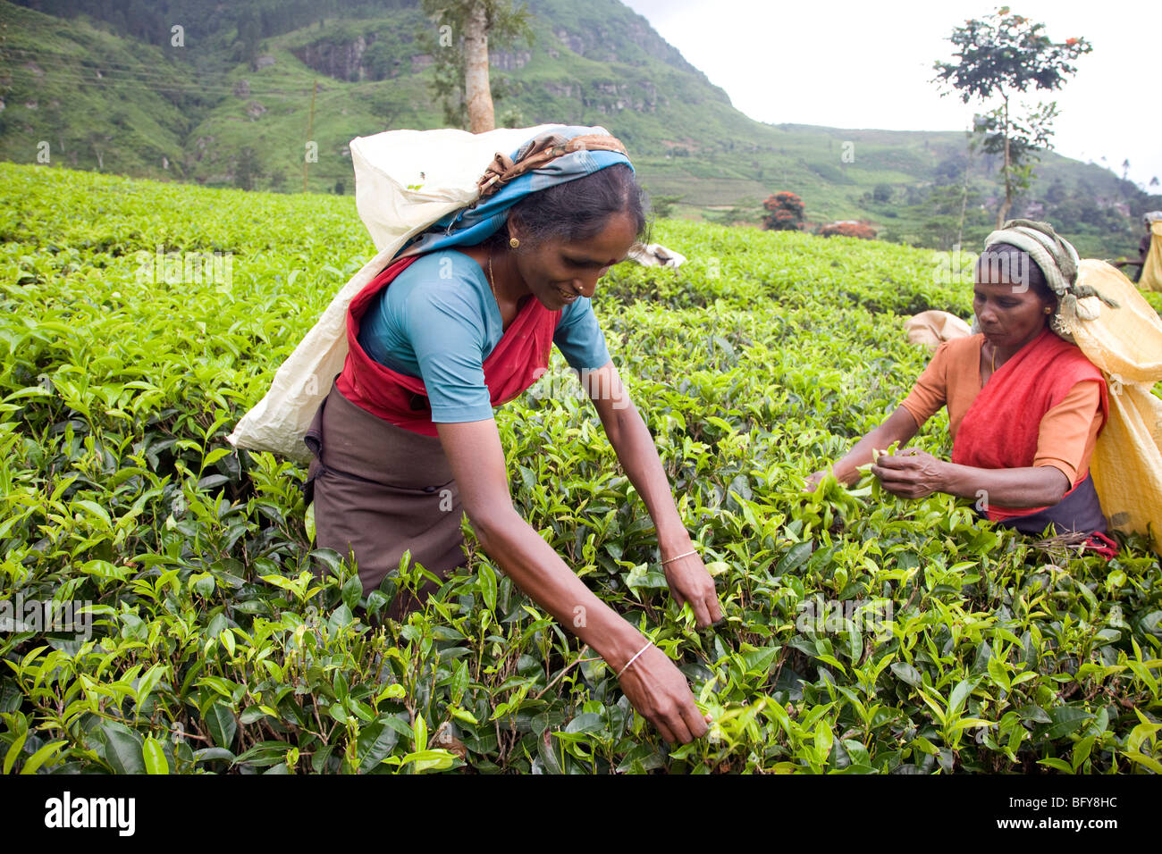 Pickers pick tea at a tea plantation in Sri Lanka. The Blue field tea ...