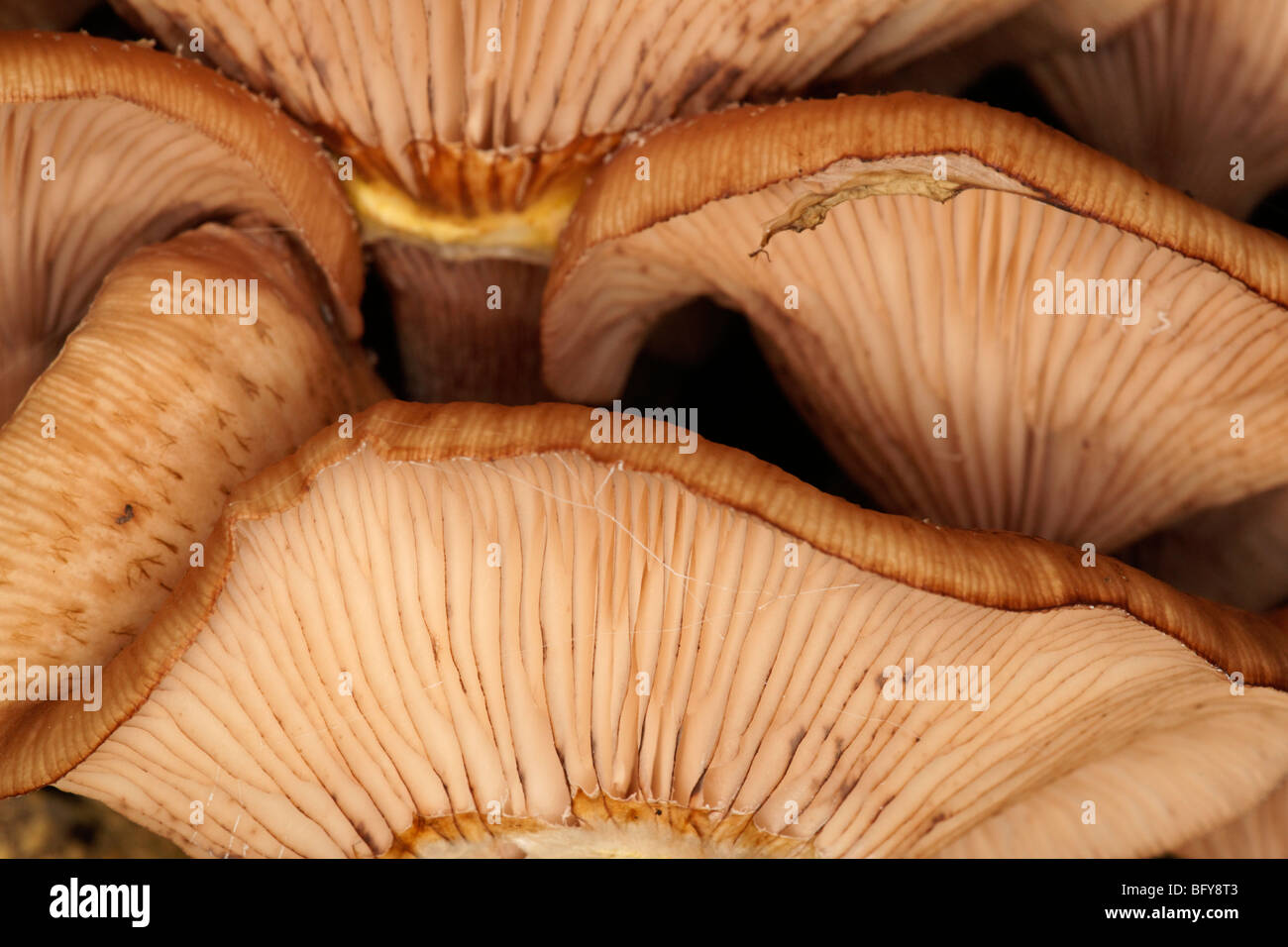 Underside of fungal caps showing the gills Stock Photo - Alamy