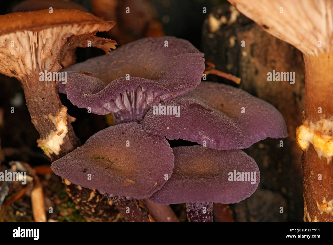 Fungal fruiting body hi-res stock photography and images - Alamy