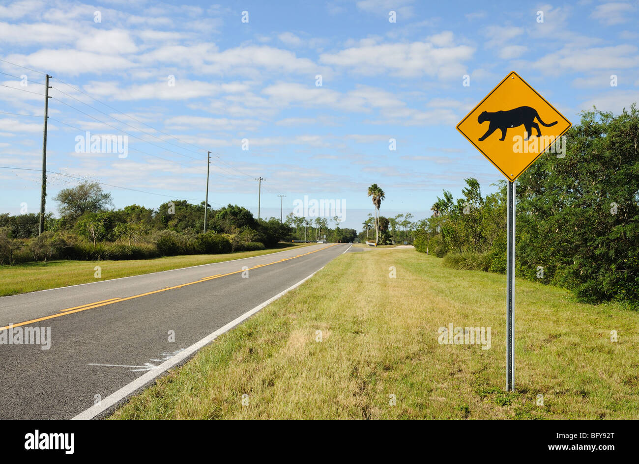Florida panther hi-res stock photography and images - Alamy