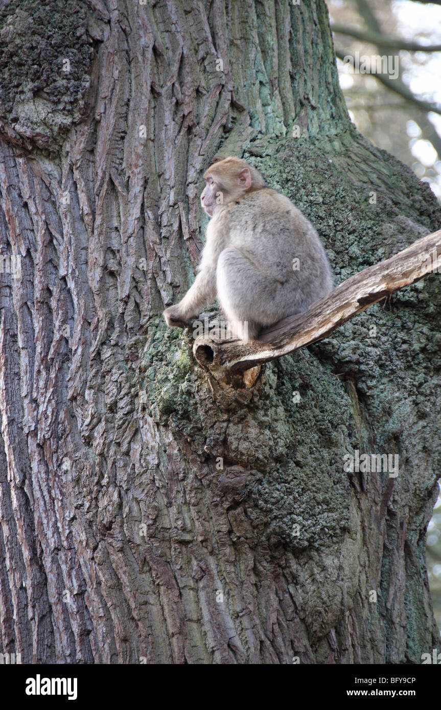 Barnary Macaque Monkey. The Barbary Macaque (Macaca sylvanus) is a tail ...