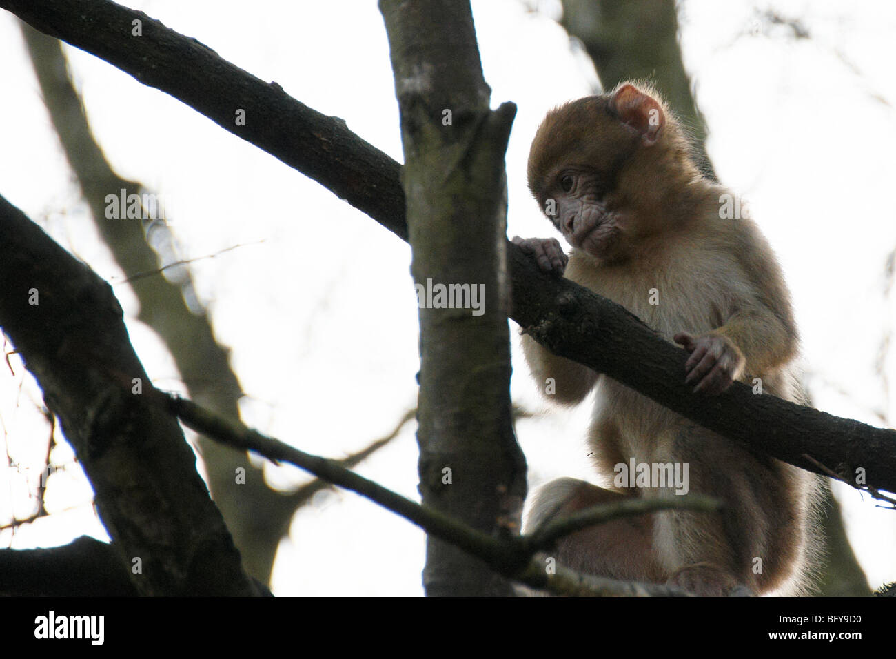 Barnary Macaque Monkey. The Barbary Macaque (Macaca sylvanus) is a tail ...