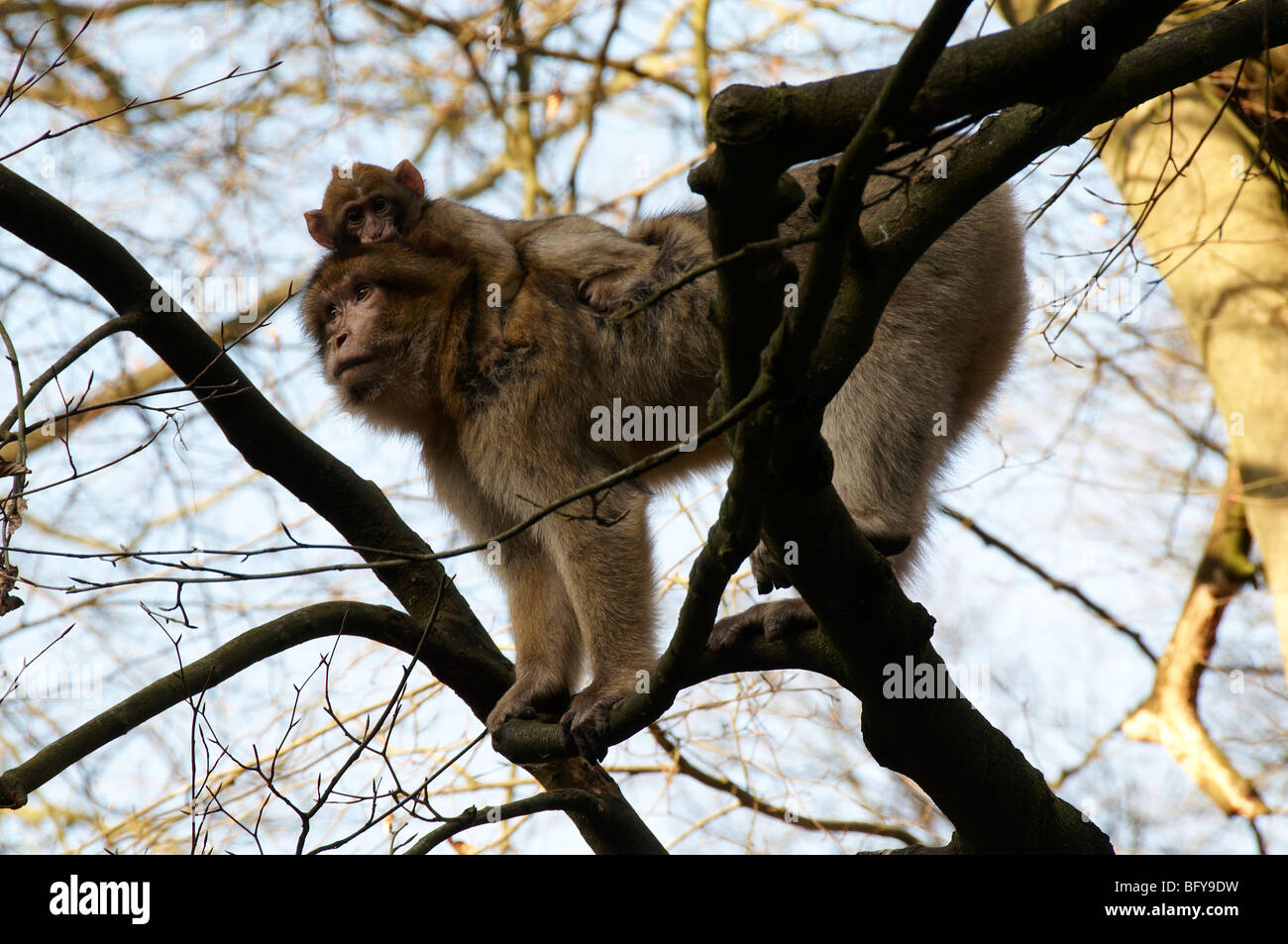 Barnary Macaque Monkey. The Barbary Macaque (Macaca sylvanus) is a tail ...