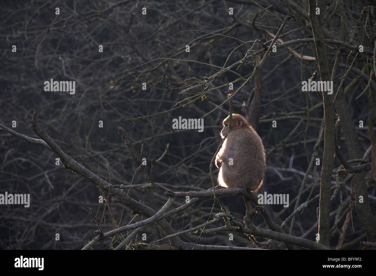 Tail less monkey hi-res stock photography and images - Alamy