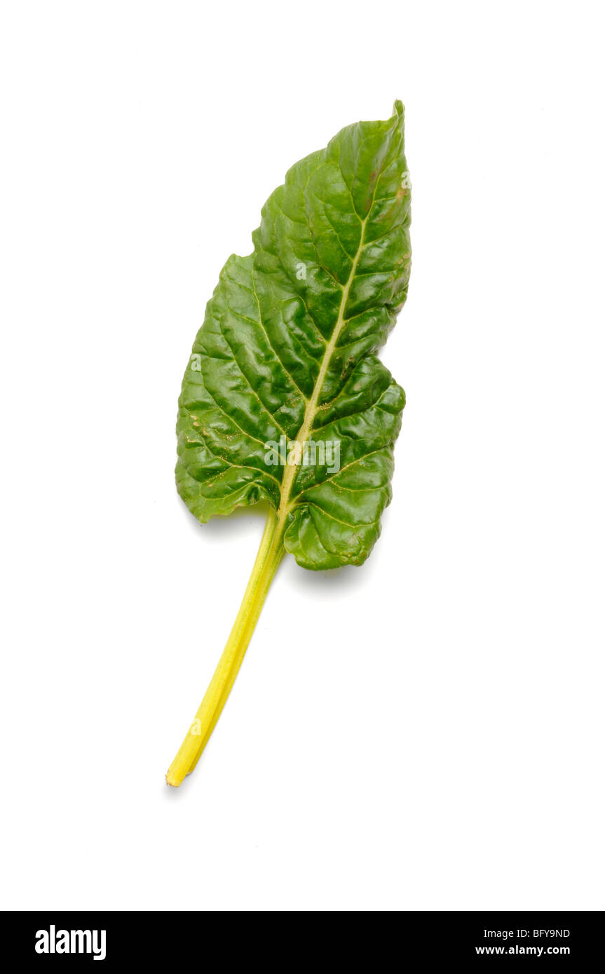 Swiss Chard leaf Stock Photo - Alamy