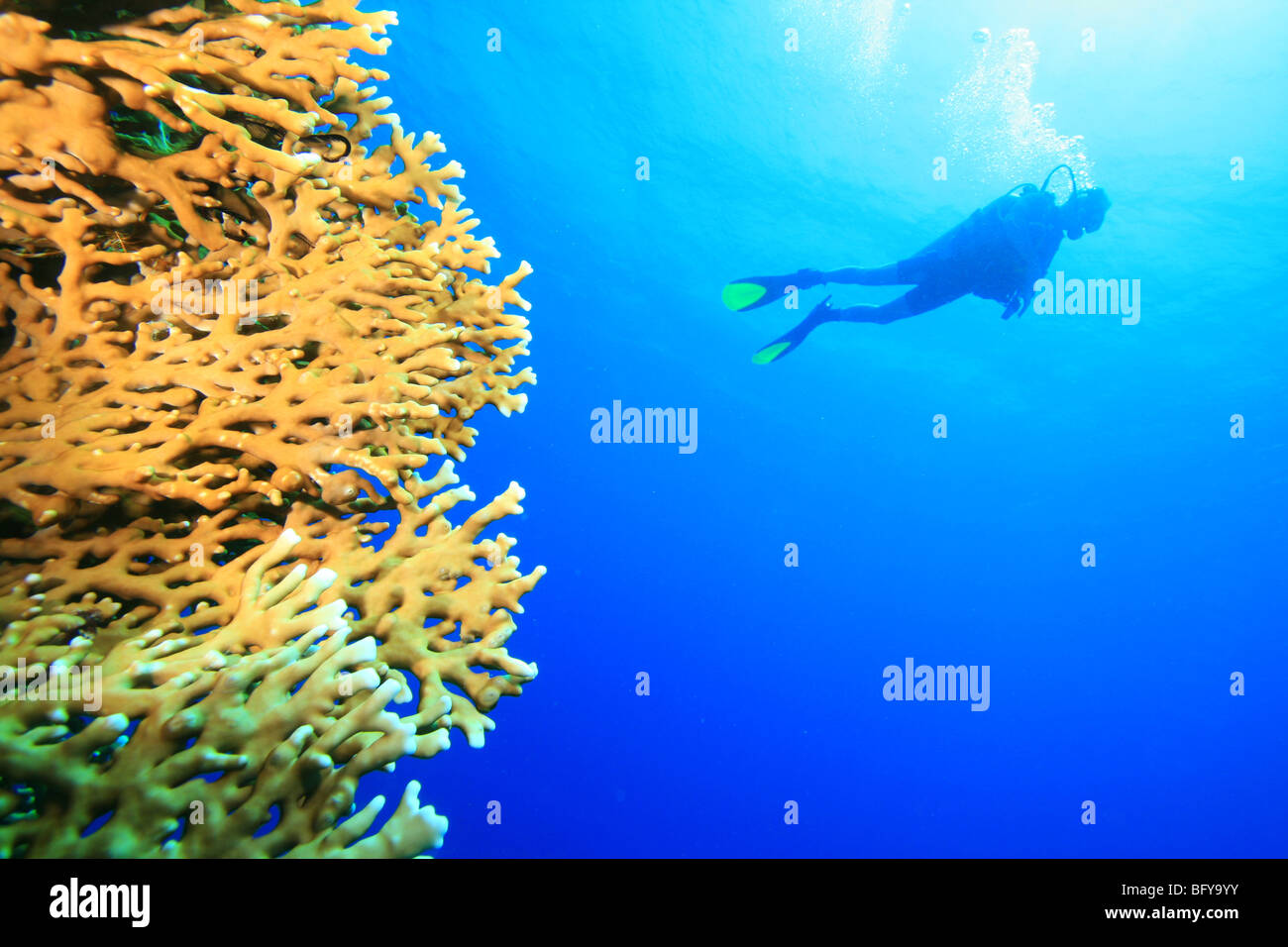 Discover diving hi-res stock photography and images - Alamy
