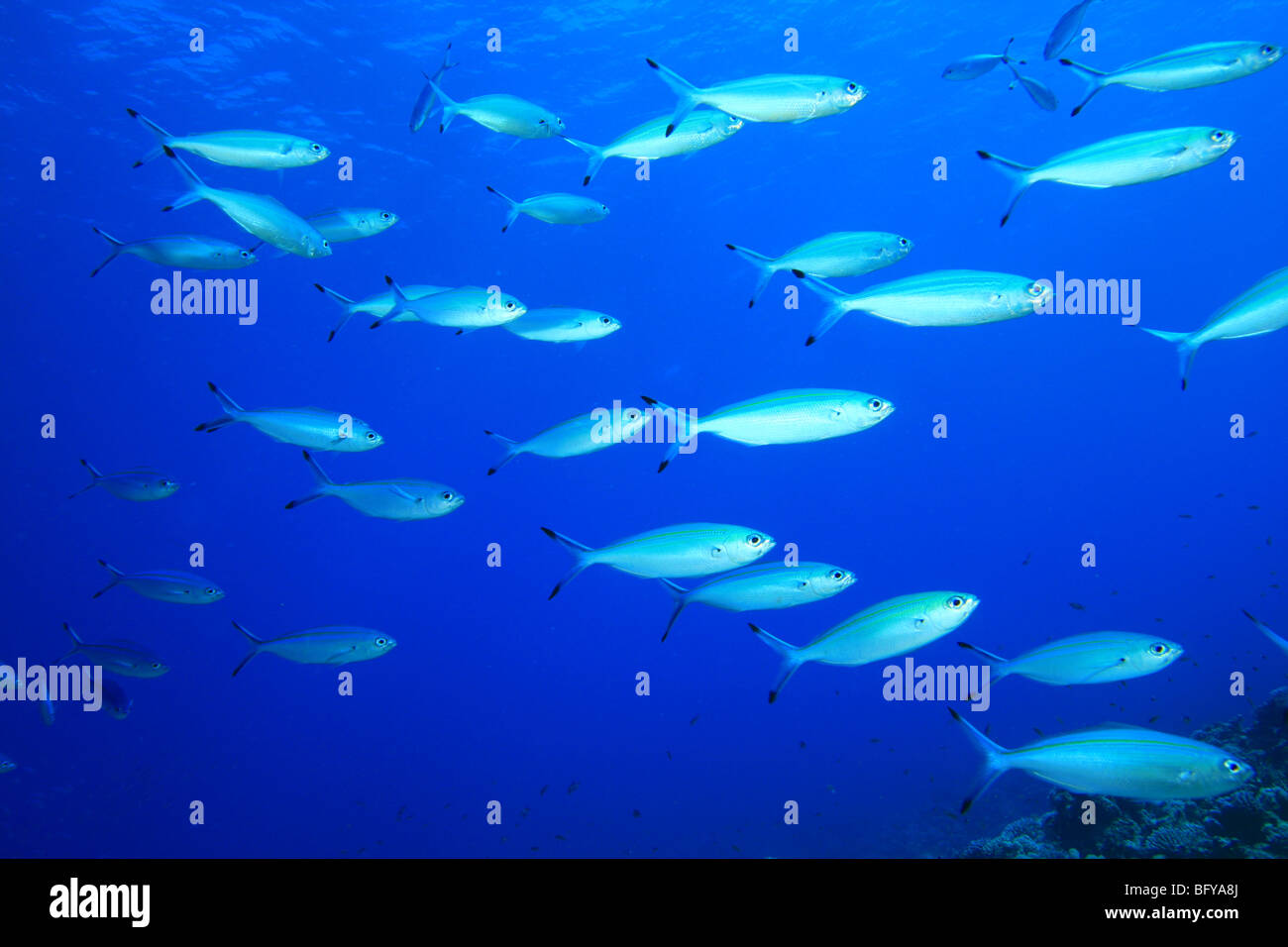 Shoal of fish Stock Photo - Alamy
