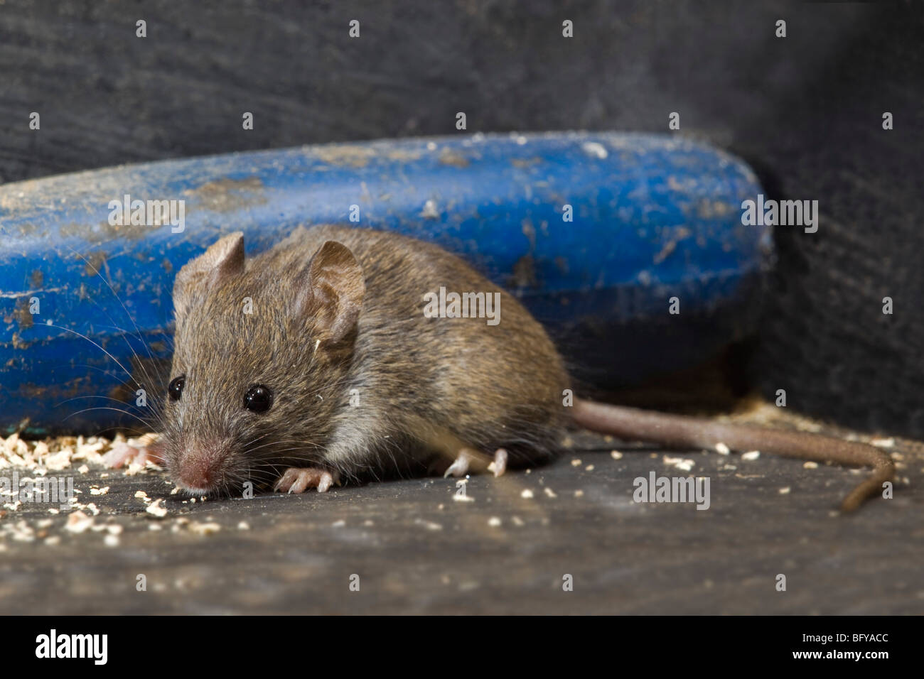 House mouse hi-res stock photography and images - Alamy