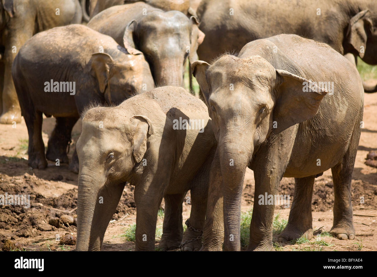 Indian elephant and baby hi-res stock photography and images - Alamy