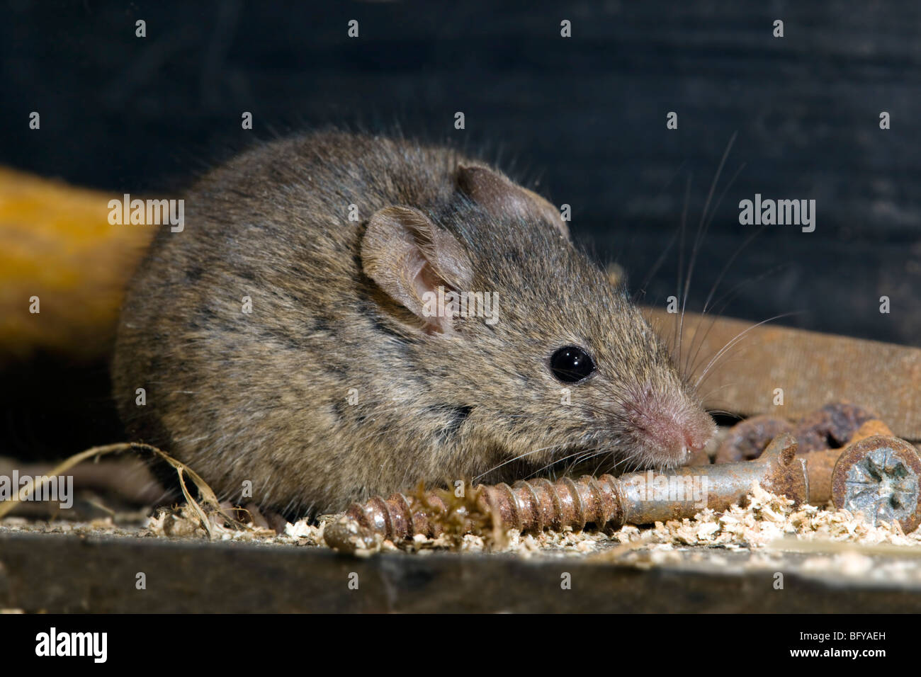 Mus musculus hi-res stock photography and images - Alamy
