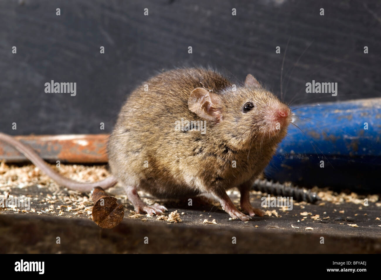 house mouse; Mus musculus; in shed Stock Photo - Alamy