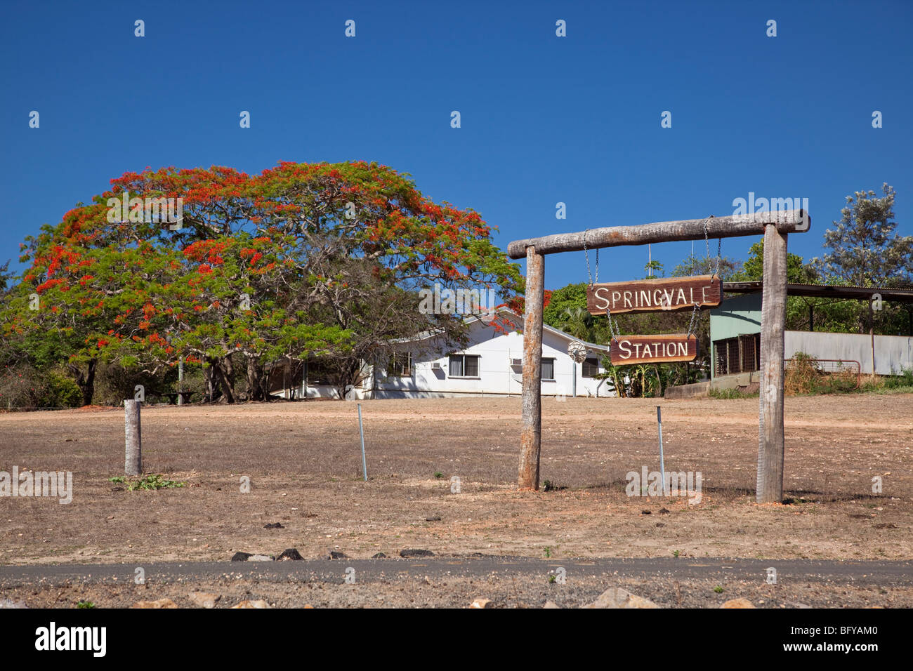 Springvale cattle station, and flowering Poinciana tree, near Cooktown ...