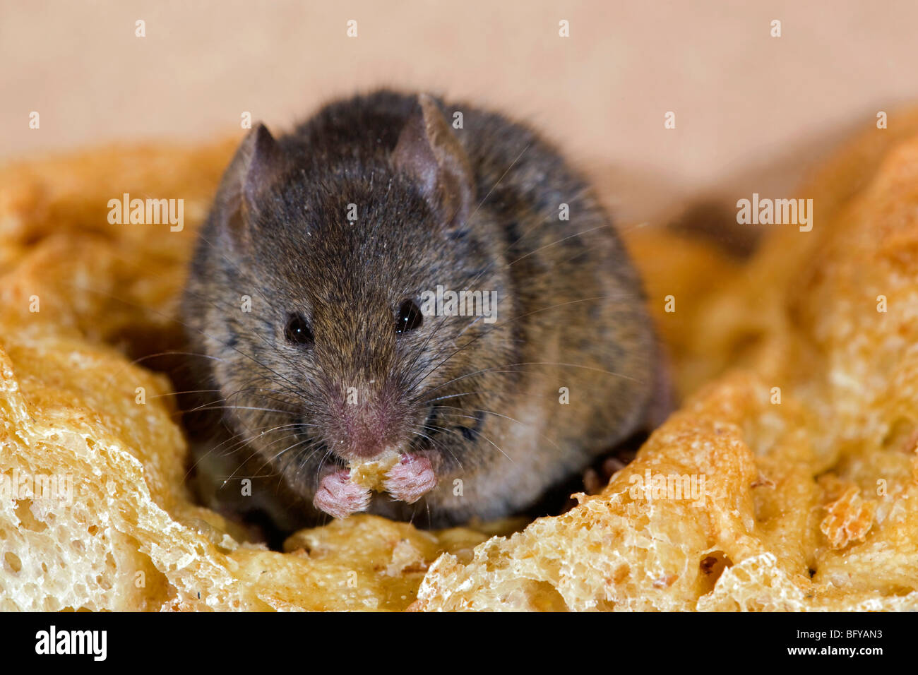 house mouse; Mus musculus; eating a piece of bread; sitting on loaf ...