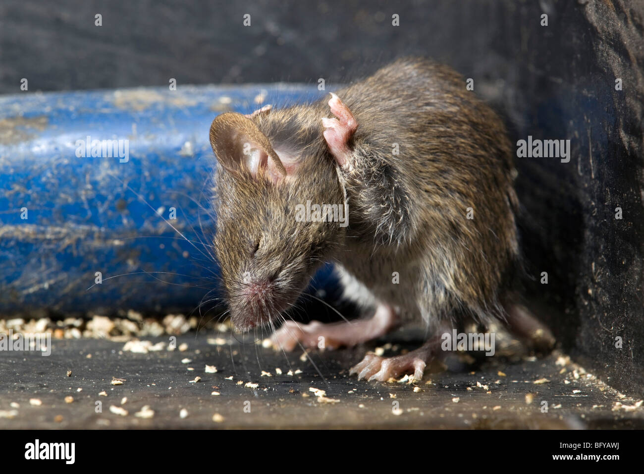 Mouse washing hi-res stock photography and images - Alamy