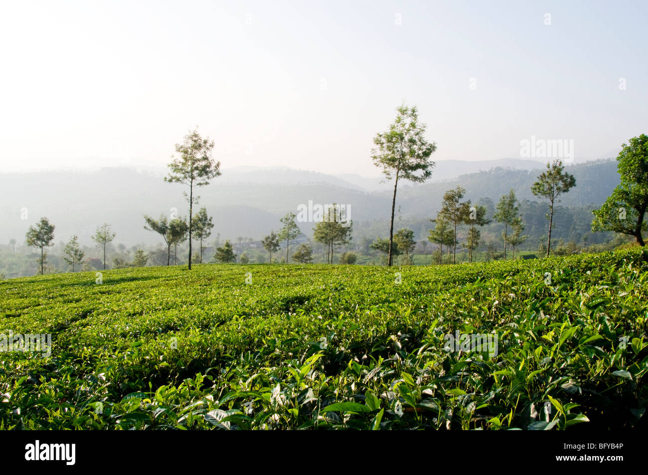 India tea plantation hi-res stock photography and images - Alamy